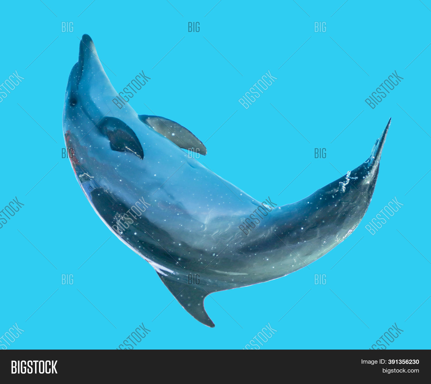 Dolphin Isolated On Image & Photo (Free Trial) | Bigstock