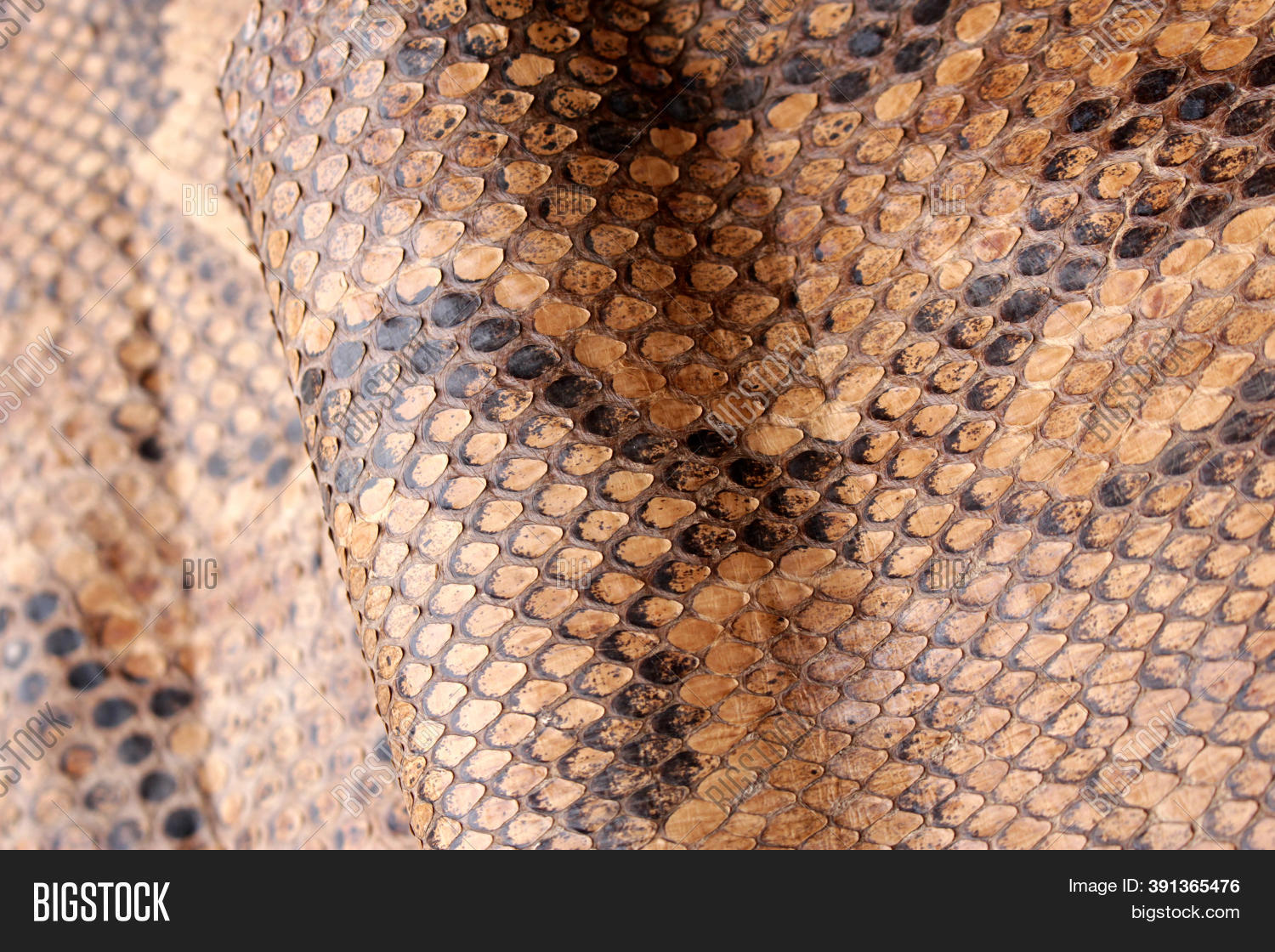 Coloured Real Snake Image & Photo (Free Trial) | Bigstock