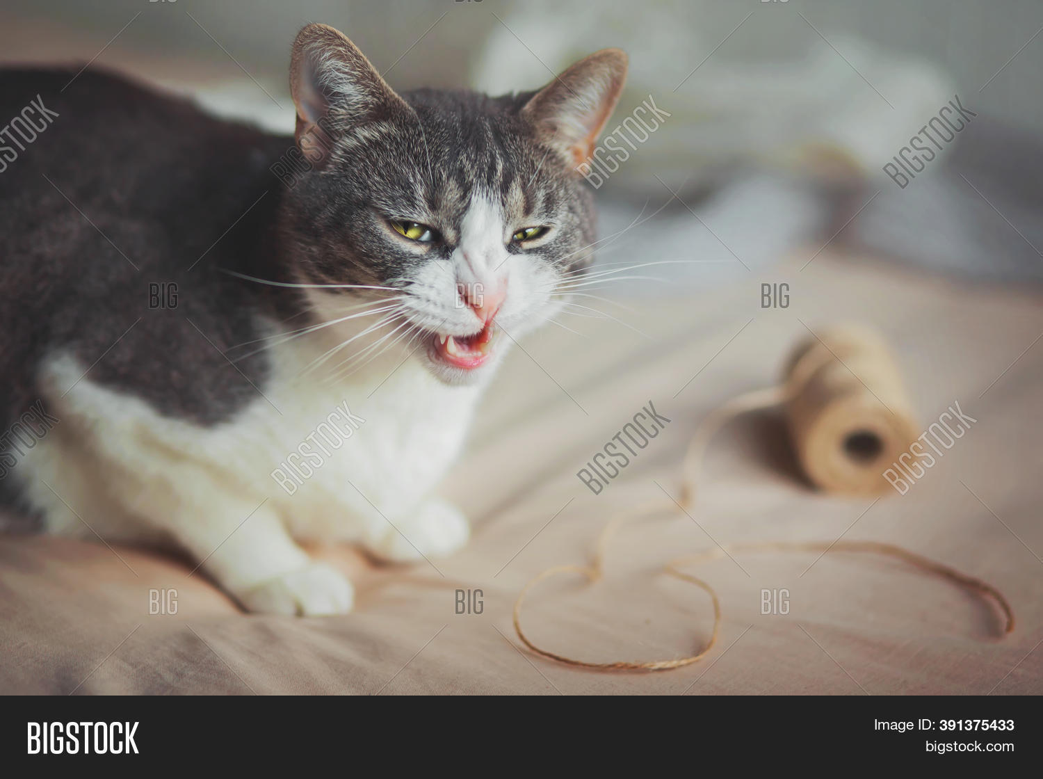 Cute Tabby House Cat Image & Photo (Free Trial) | Bigstock
