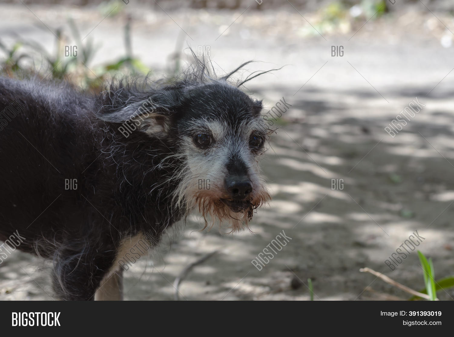 Portrait Old Yorkshire Image & Photo (Free Trial) | Bigstock