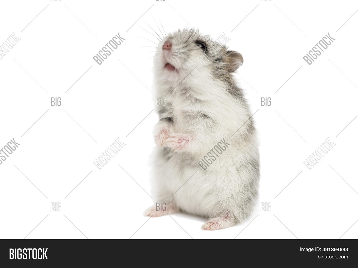 Small Domestic Hamster Image & Photo (Free Trial) | Bigstock