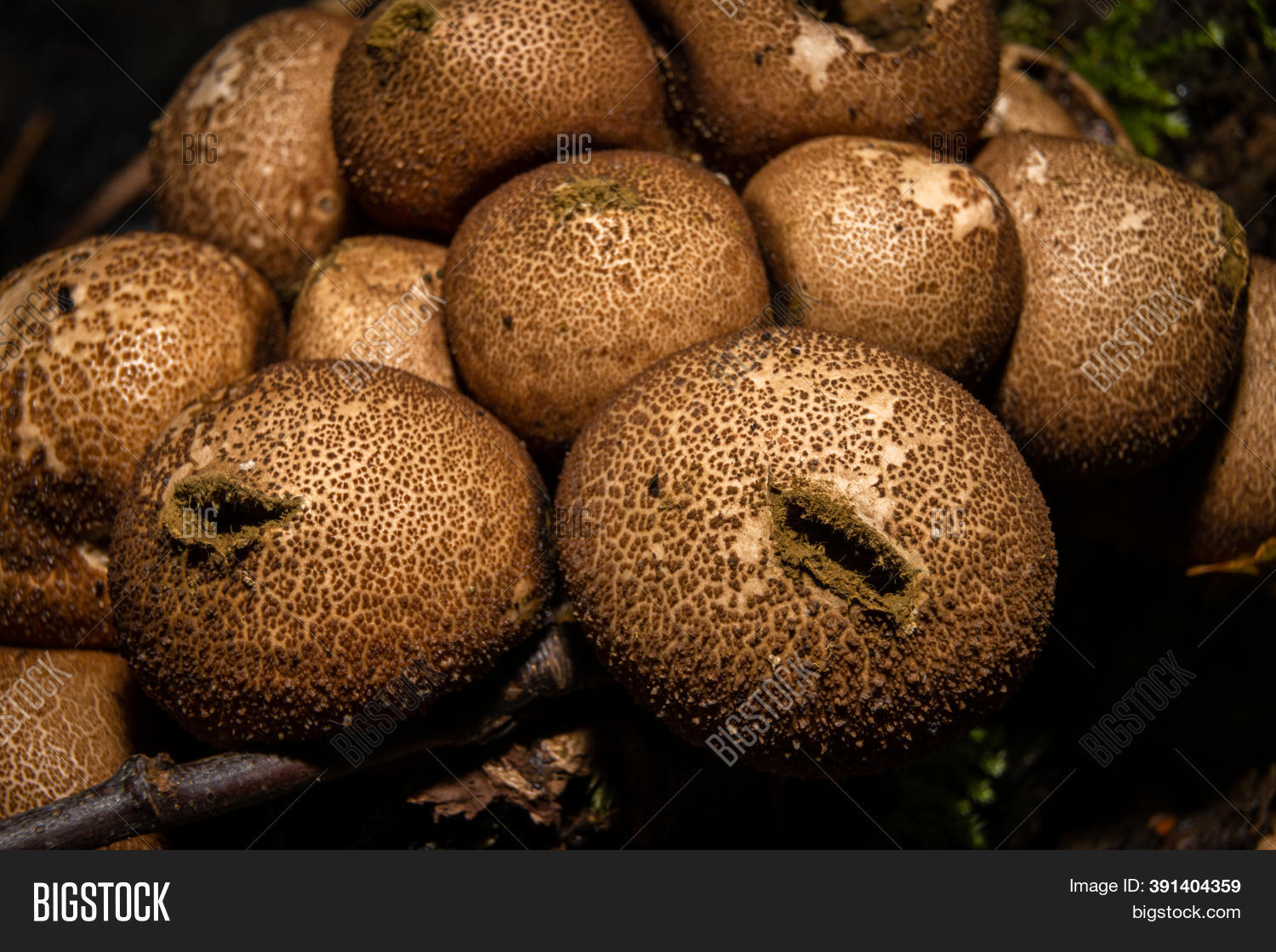 Closeup Picture Fungus Image & Photo (Free Trial) | Bigstock