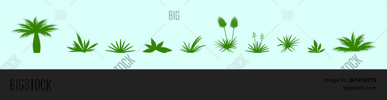 Set Yucca Plant Vector & Photo (Free Trial) | Bigstock