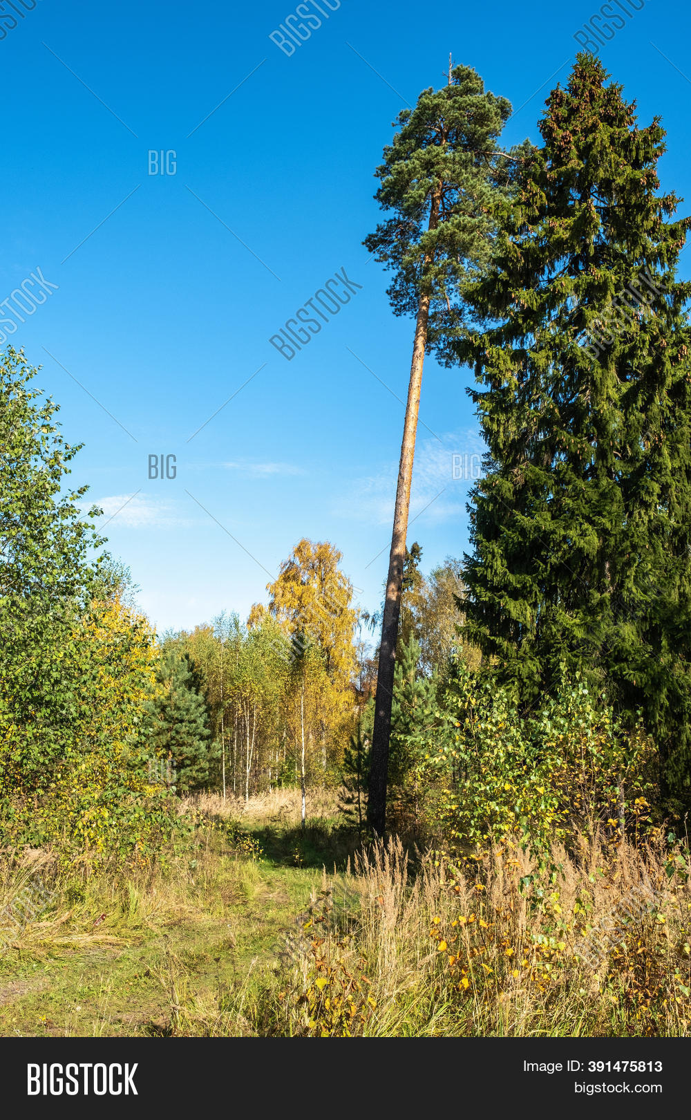 Autumn Mixed Forest Image & Photo (Free Trial) | Bigstock