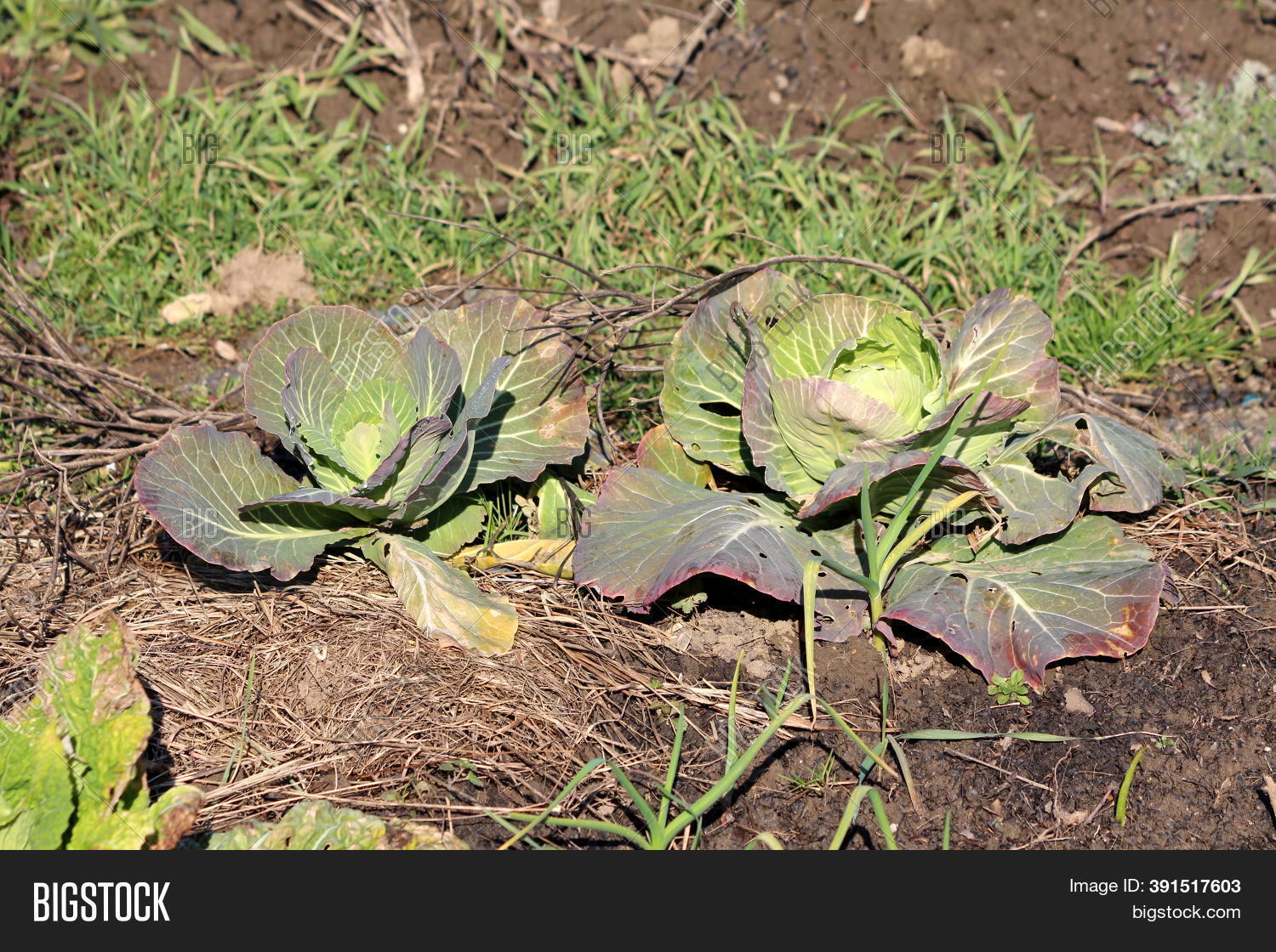 Two Cabbage Headed Image & Photo (Free Trial) | Bigstock