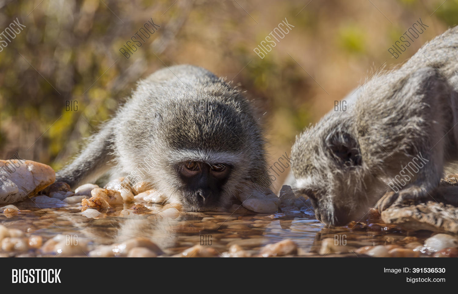 Two Vervet Monkeys Image & Photo (Free Trial) | Bigstock
