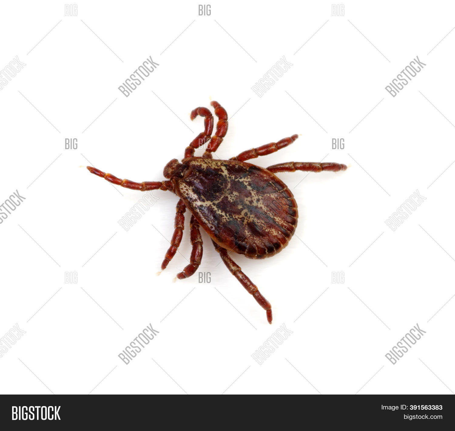 Tick Insect Isolated Image & Photo (Free Trial) | Bigstock
