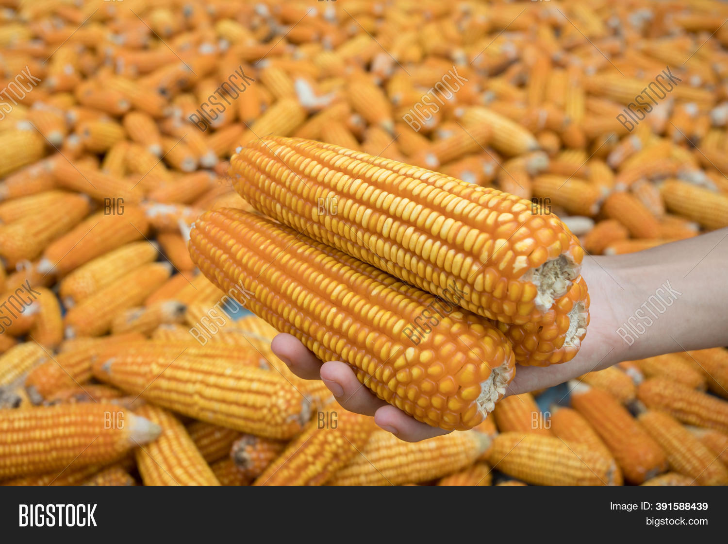 Beautiful Ripe Yellow Image & Photo (Free Trial) | Bigstock