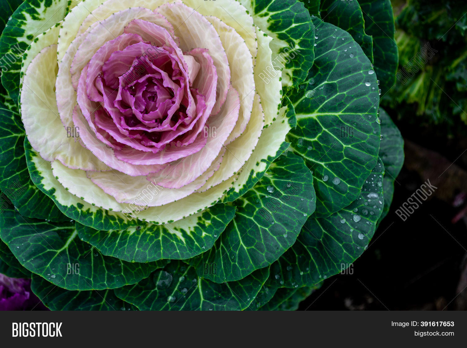 Acephala Brassica Image & Photo (Free Trial) | Bigstock
