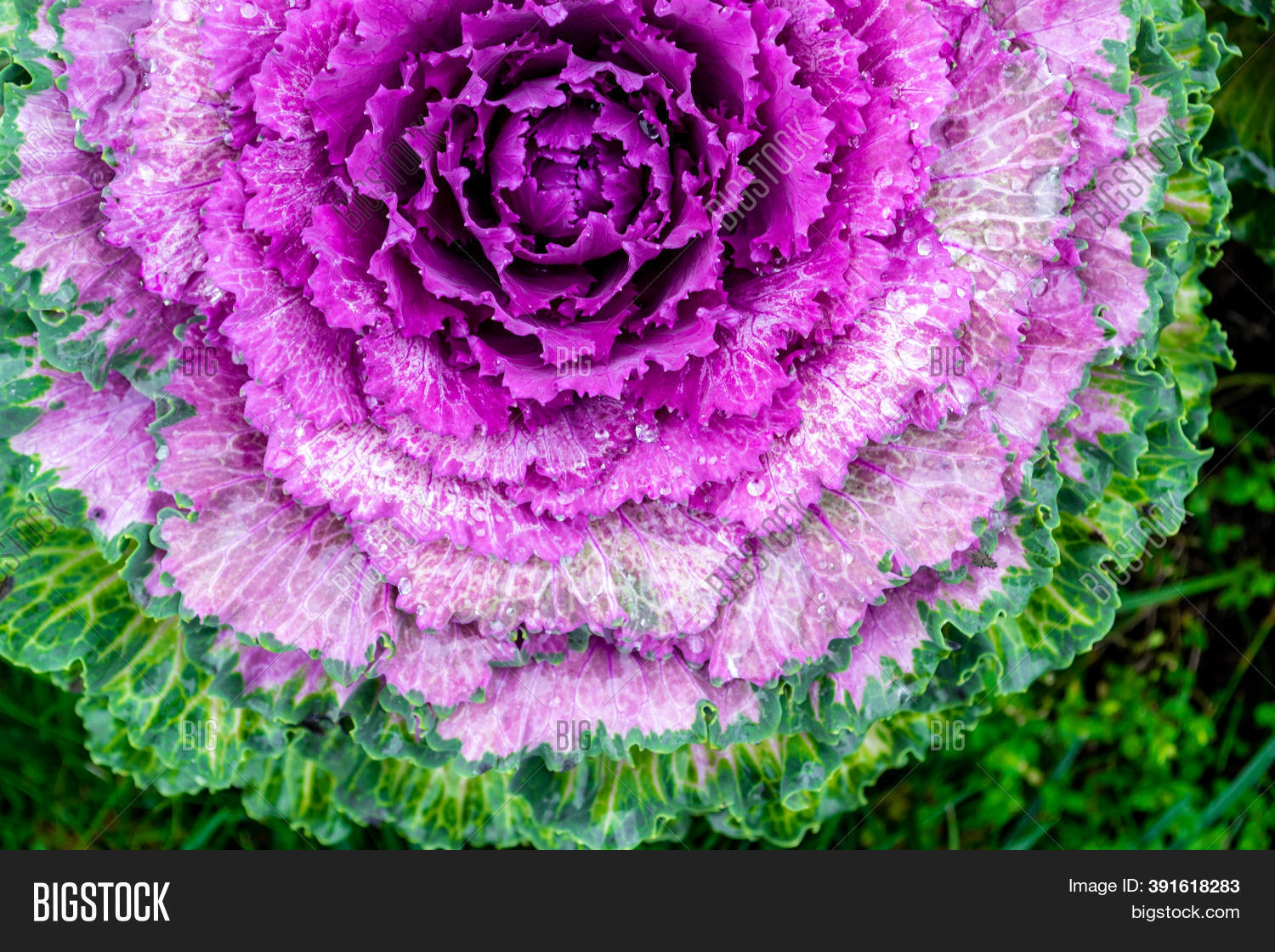 Acephala Brassica Image & Photo (Free Trial) | Bigstock