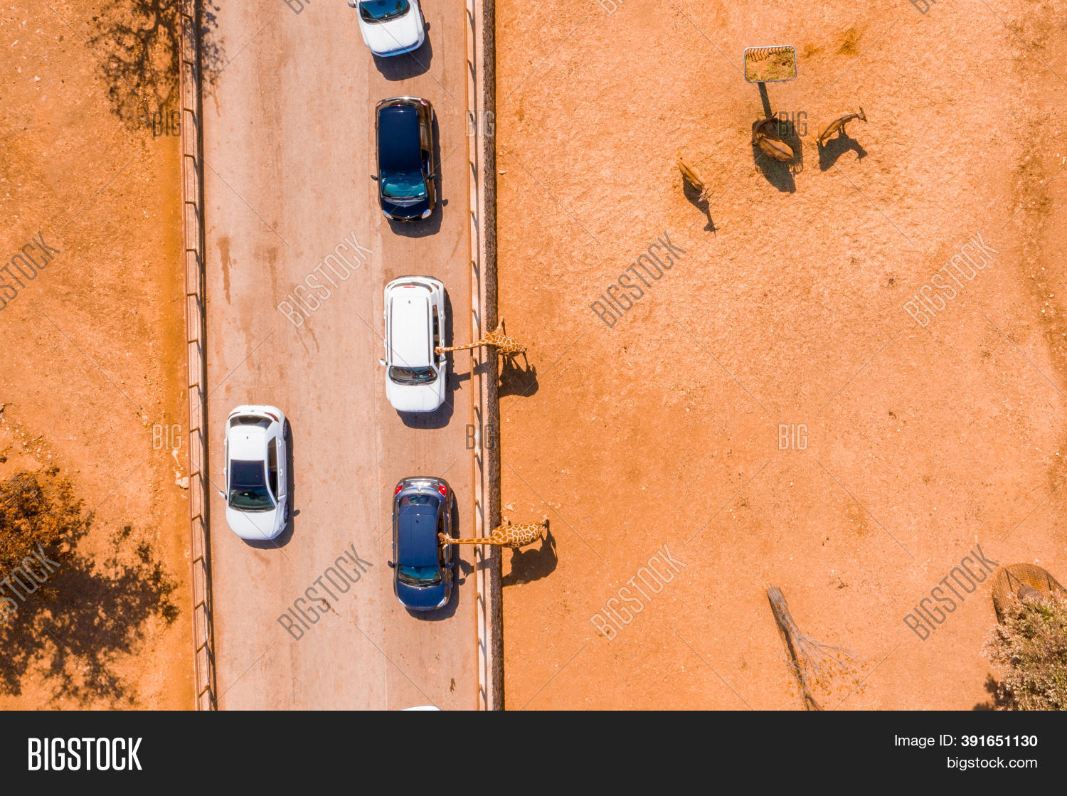 Safari Park Bari Where Image & Photo (Free Trial) | Bigstock