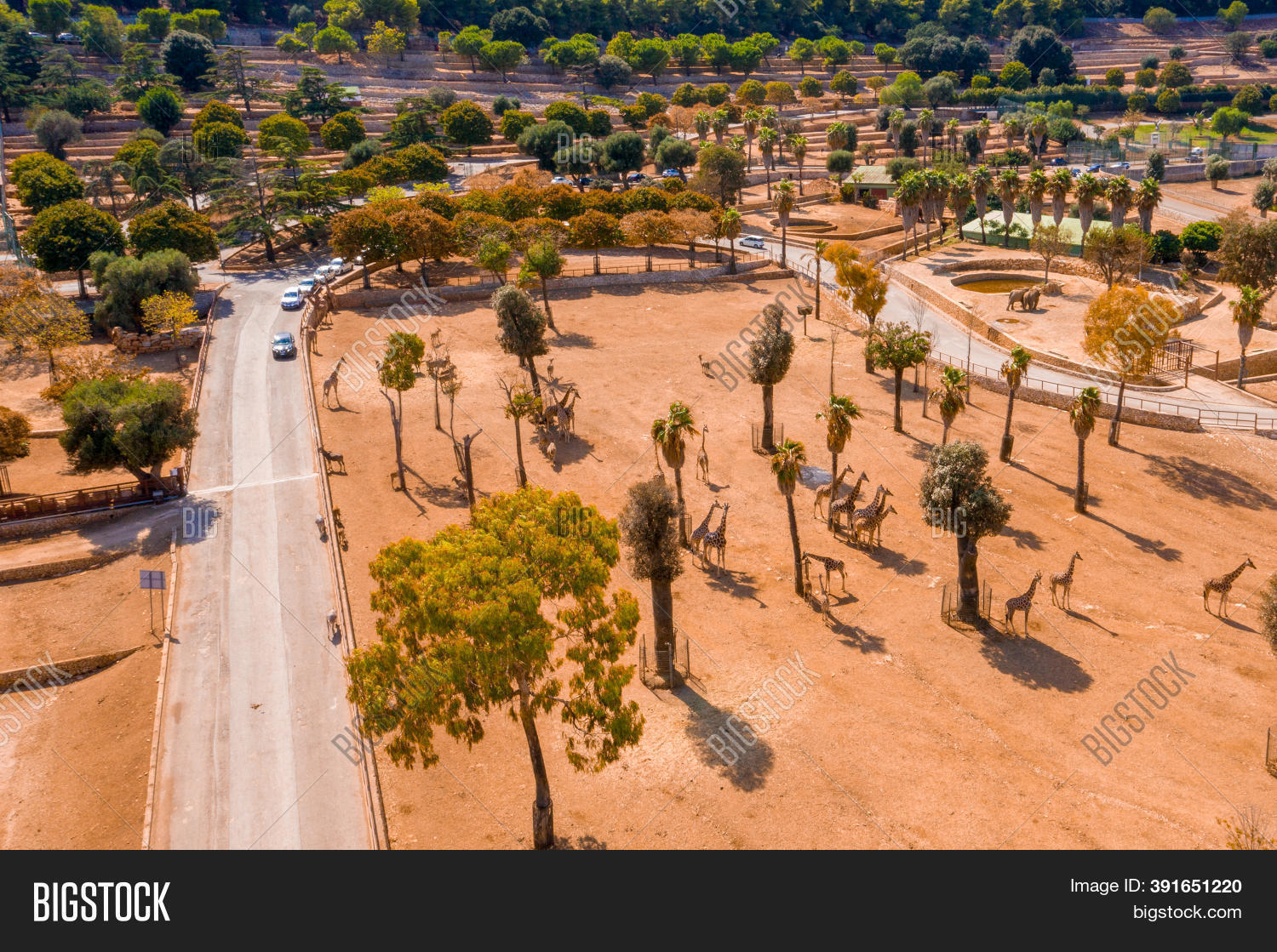 Safari Park Bari Where Image & Photo (Free Trial) | Bigstock