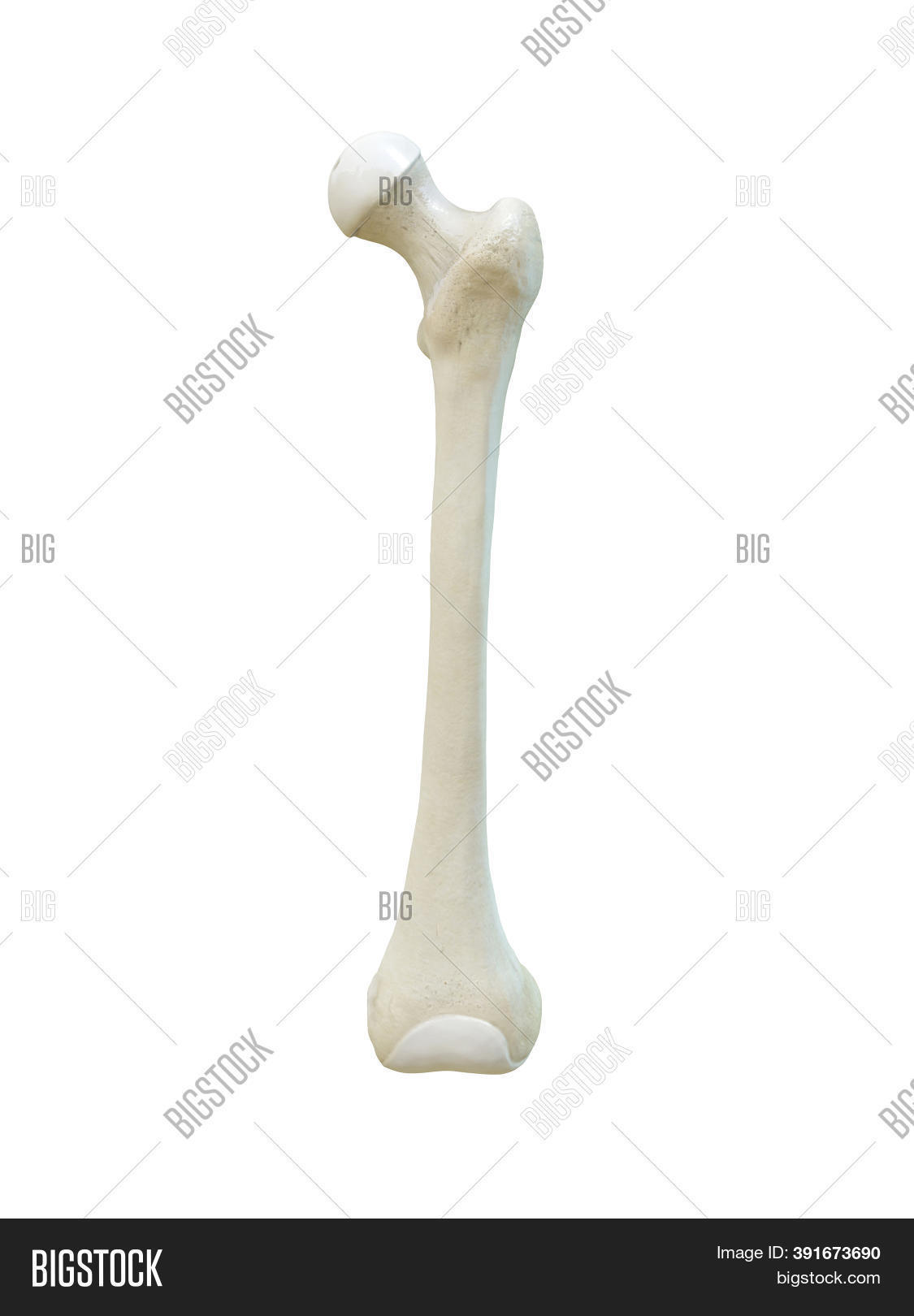 Left Human Femur Bone Image & Photo (Free Trial) | Bigstock