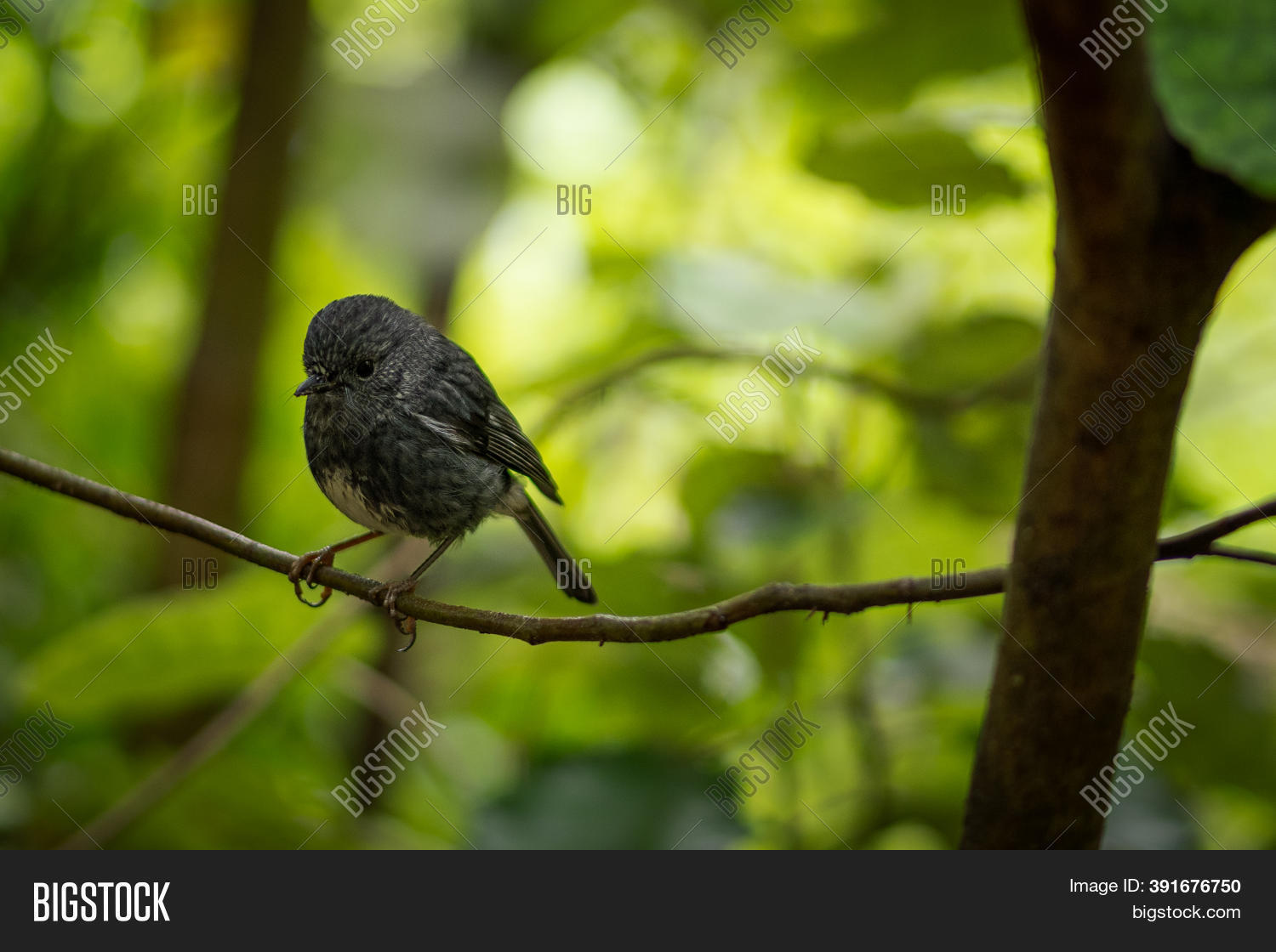 Black Robin, Native Image & Photo (Free Trial) | Bigstock