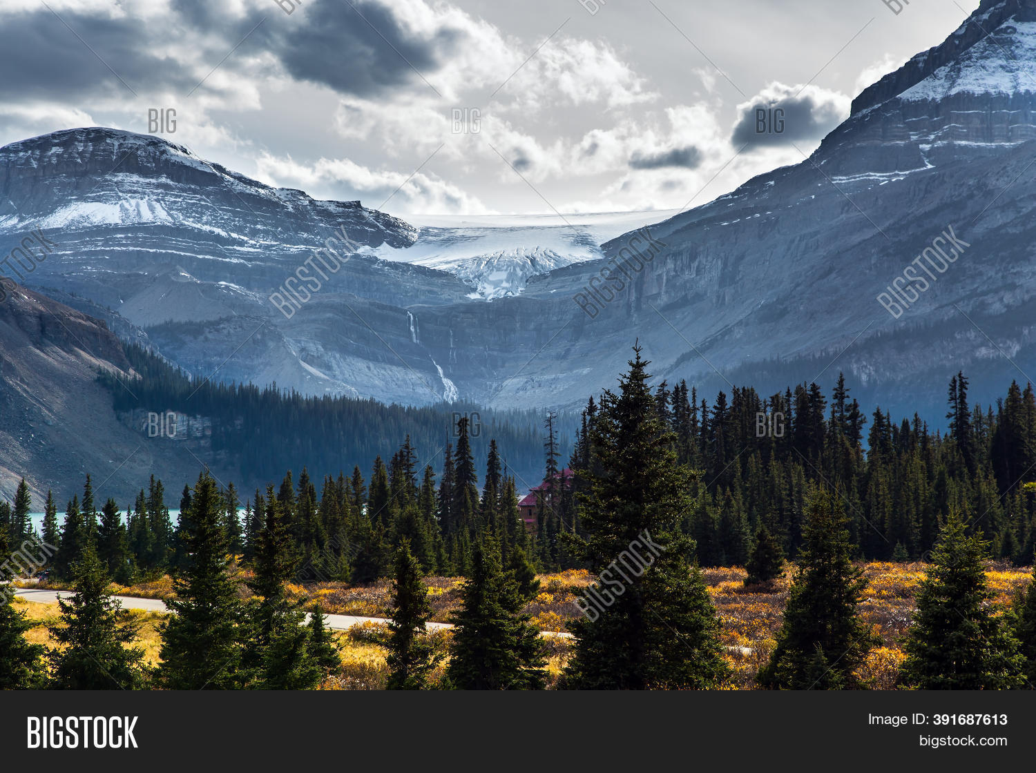 Pines Spruce Trees Image & Photo (Free Trial) | Bigstock