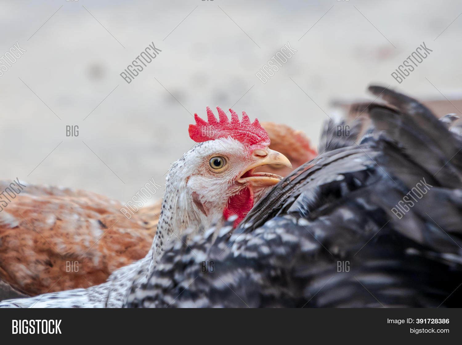 Kuroiler Chicken. Full Image & Photo (Free Trial) | Bigstock