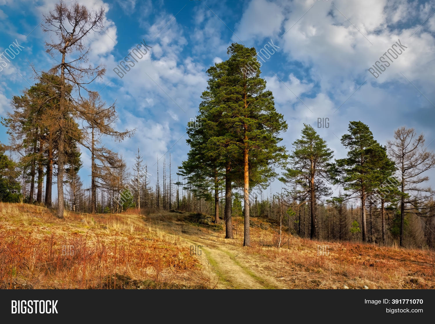Early Spring Forest. Image & Photo (Free Trial) | Bigstock