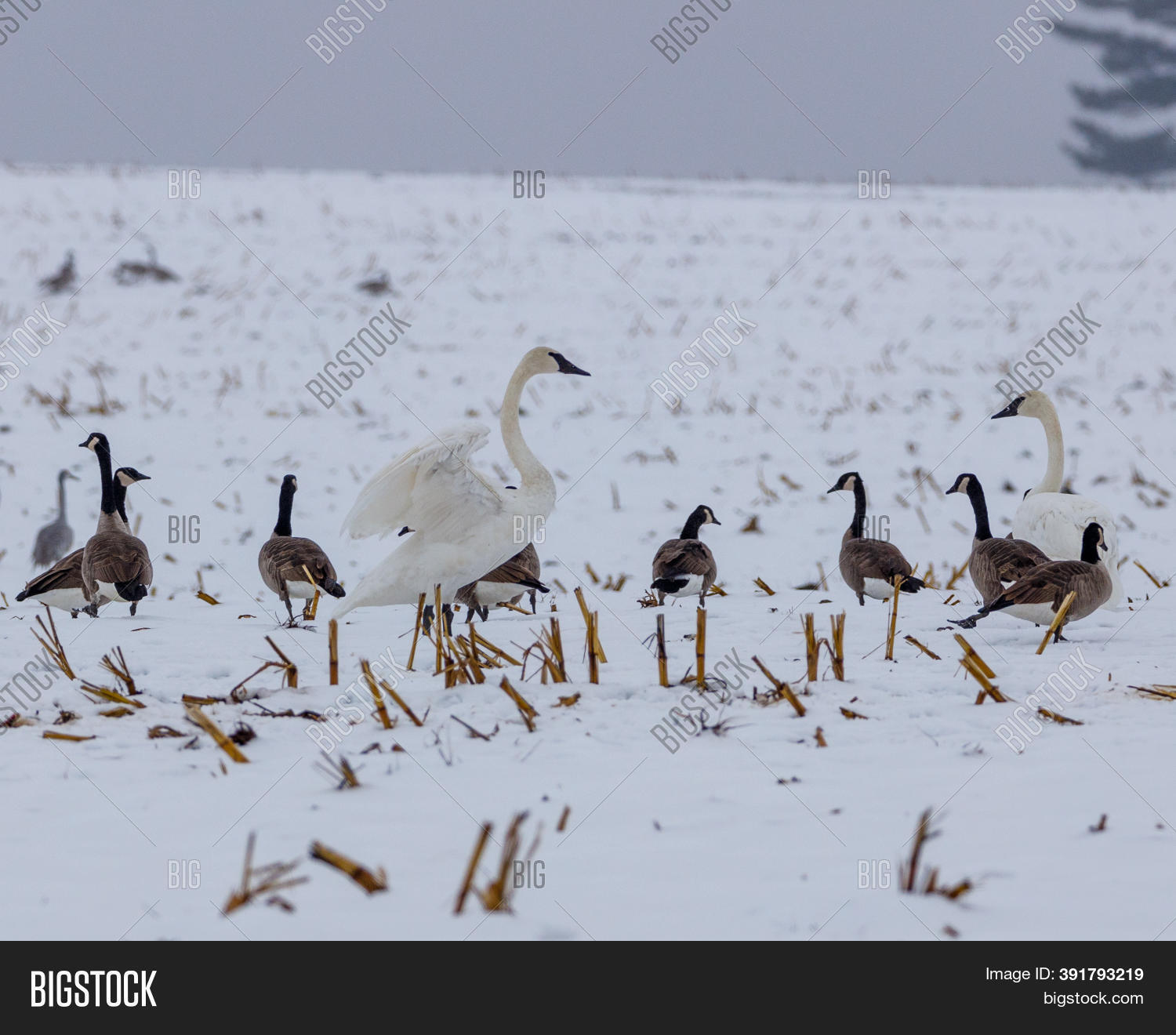 Two Trumpeter Swans ( Image & Photo (Free Trial) | Bigstock