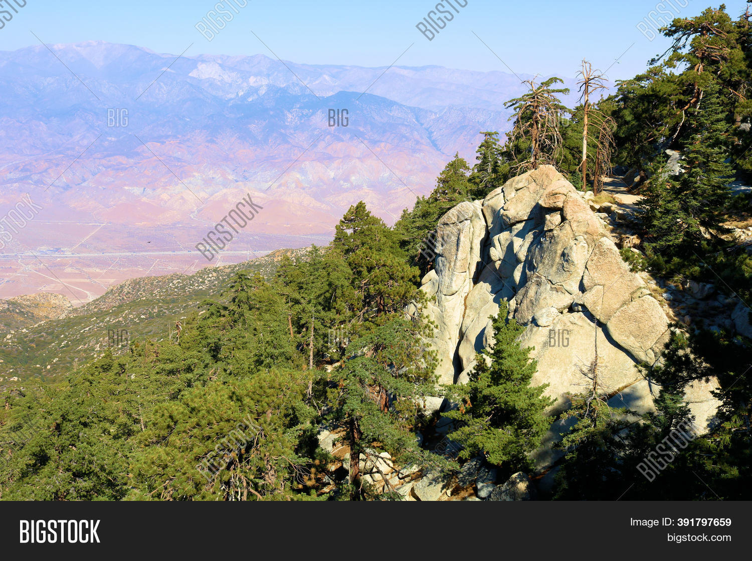 Alpine Pine Forest On Image & Photo (Free Trial) | Bigstock