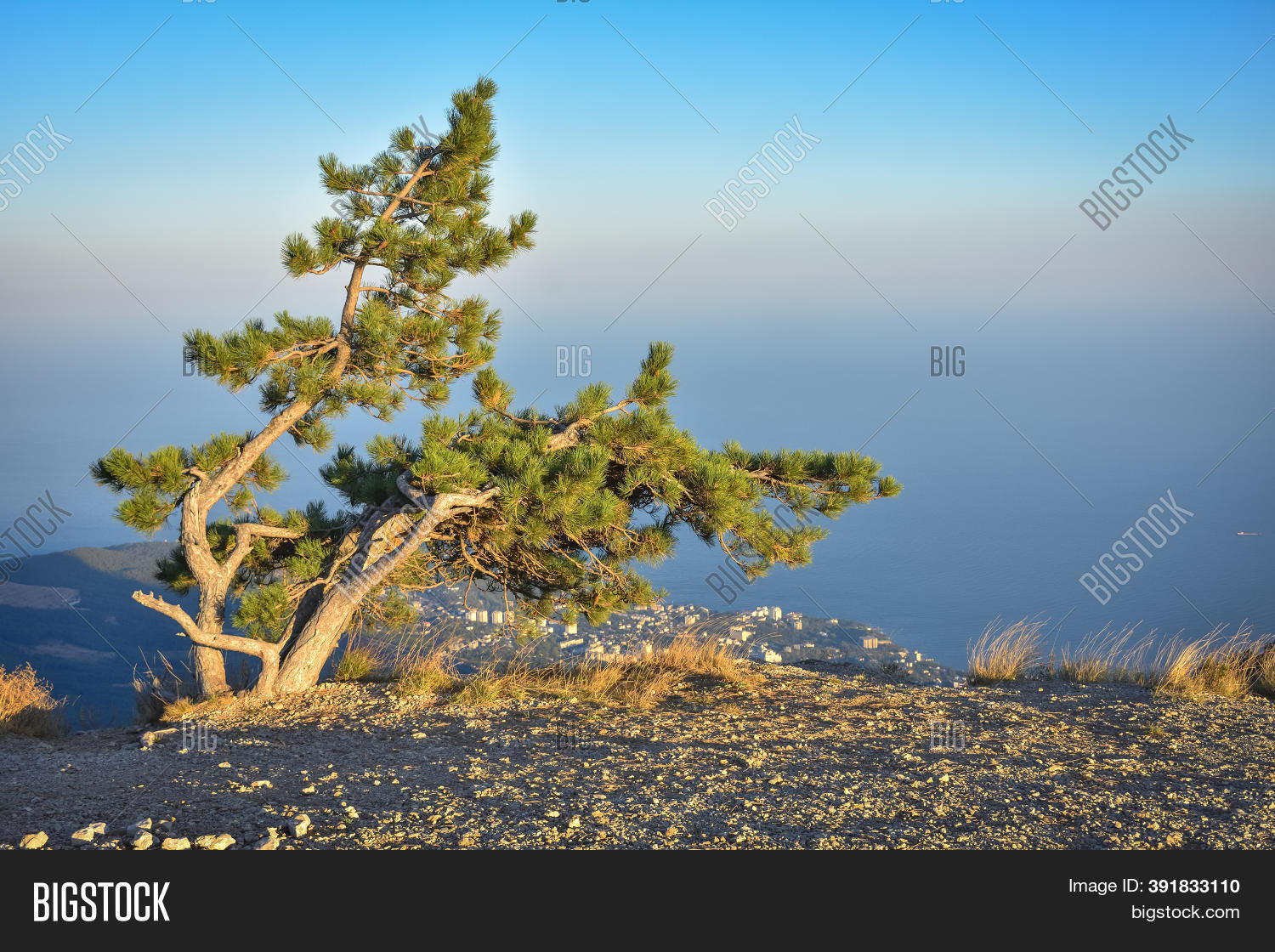 Lonely Pine Tree Rock Image & Photo (Free Trial) | Bigstock