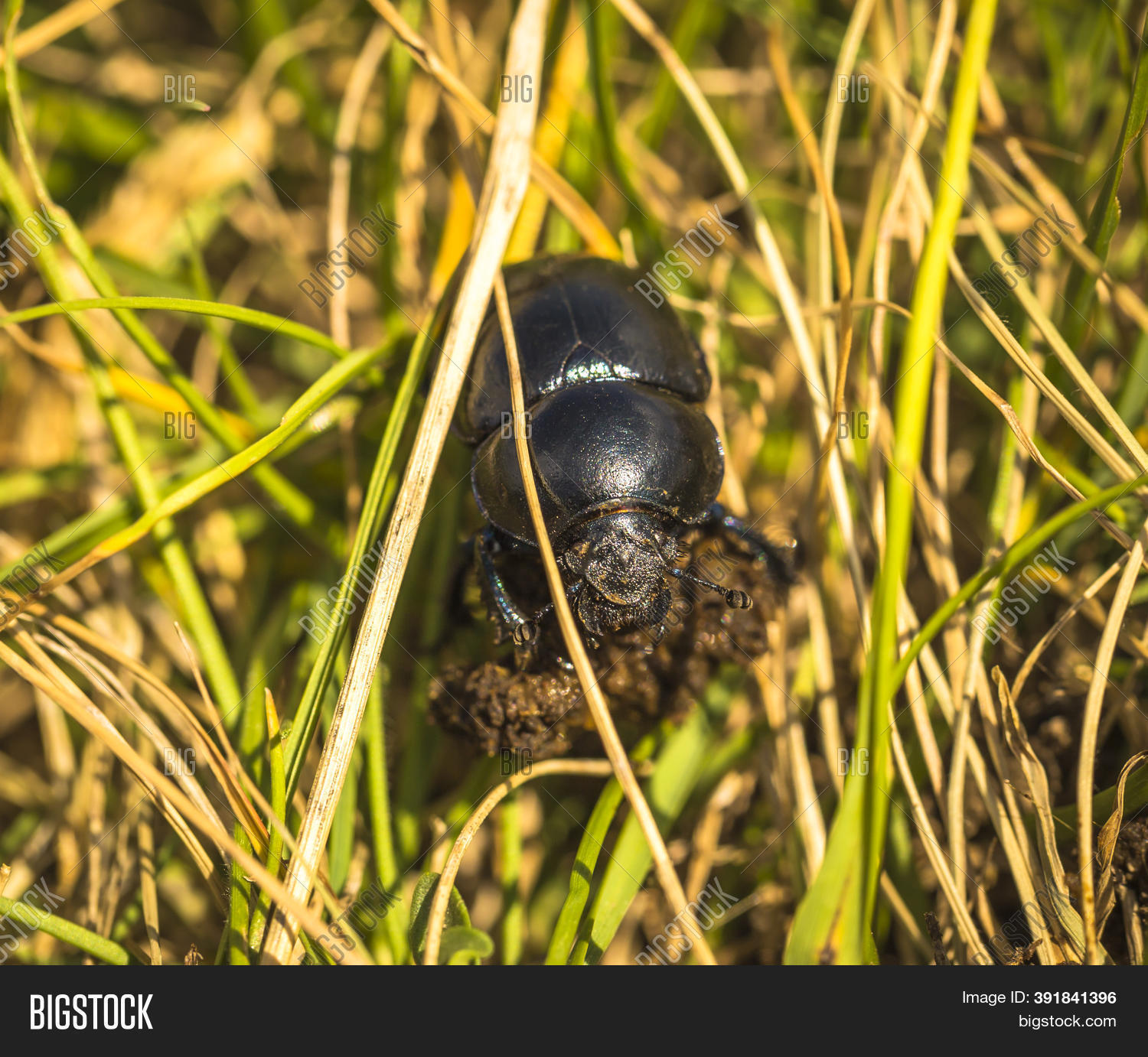 Dung Beetle Pushing Image & Photo (Free Trial) | Bigstock