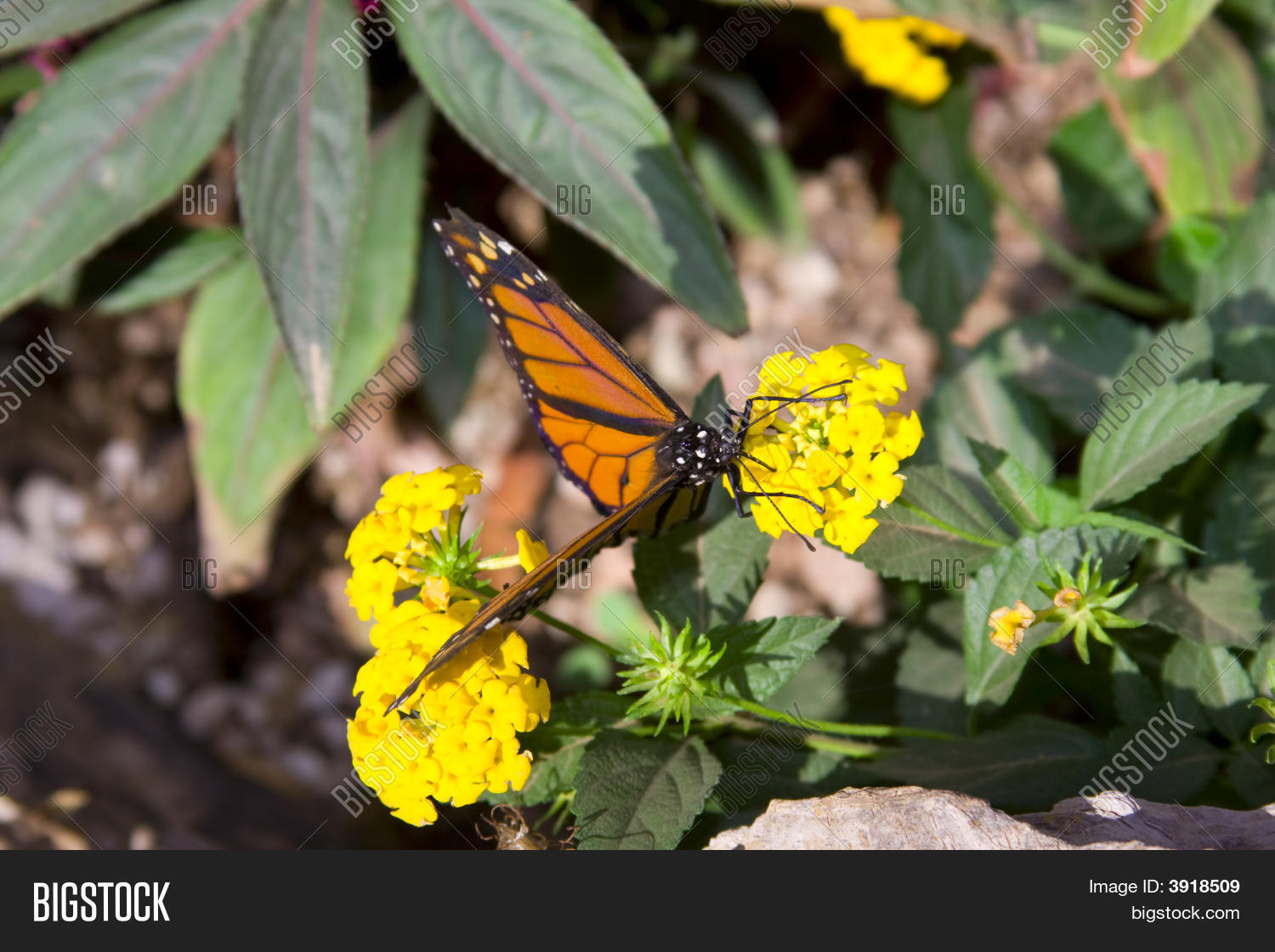 Monarch Butterfly Image & Photo (Free Trial) | Bigstock