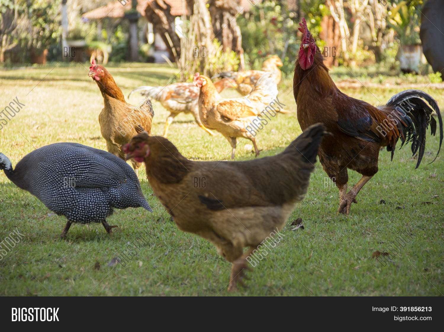 Group Chickens ( Image & Photo (Free Trial) | Bigstock