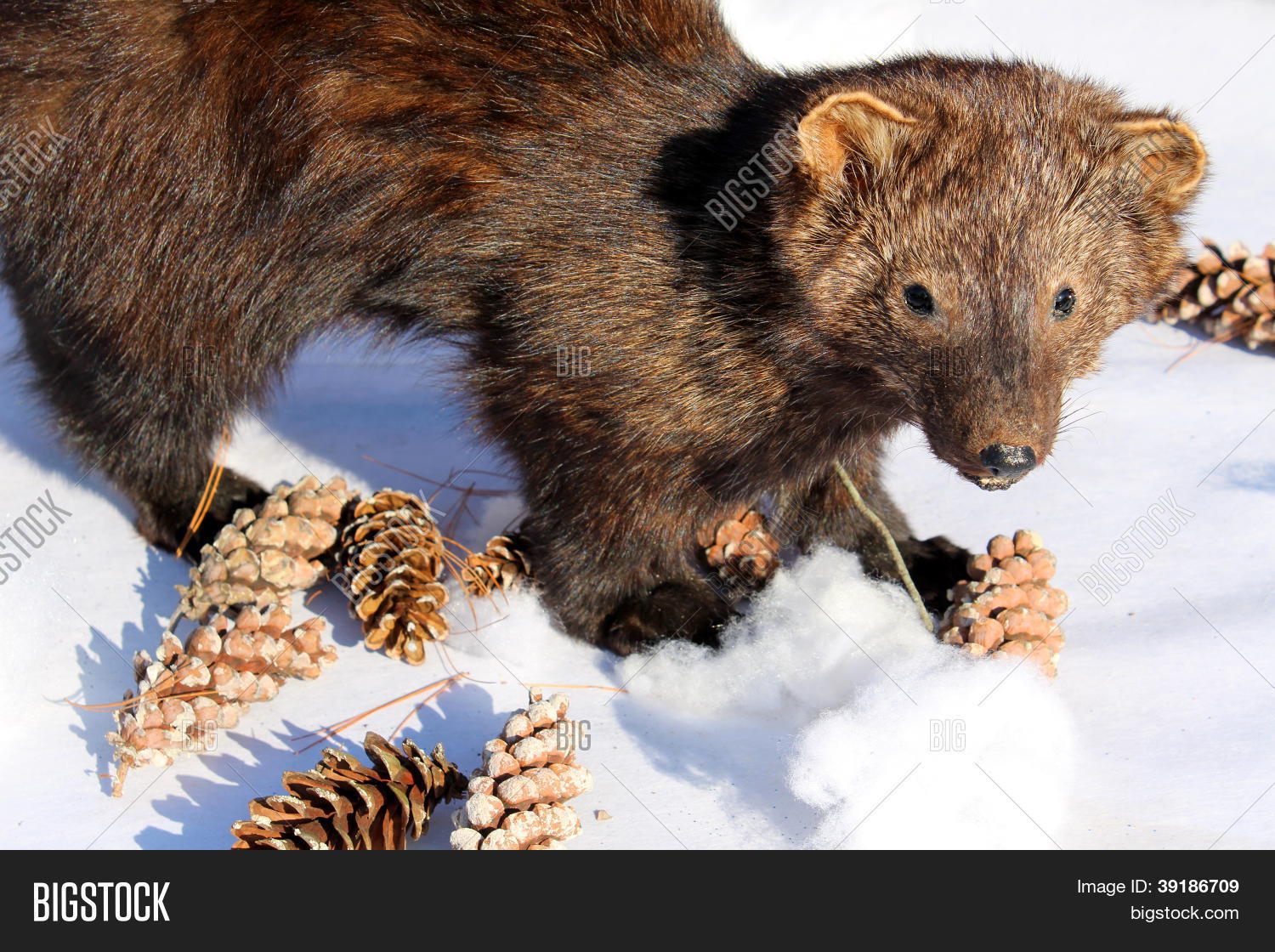 Fisher Cat Preserved Image & Photo (Free Trial) | Bigstock