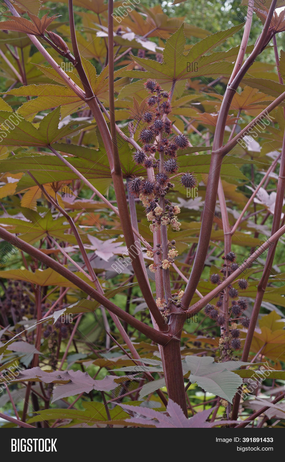 Castor Bean Plant ( Image & Photo (Free Trial) | Bigstock