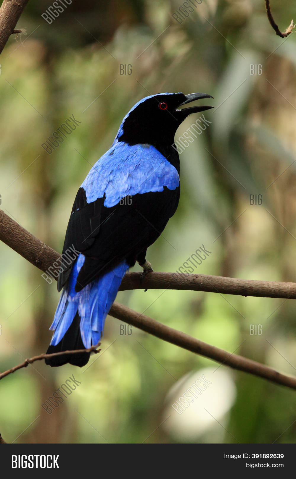 Asian Fairy-bluebird ( Image & Photo (Free Trial) | Bigstock