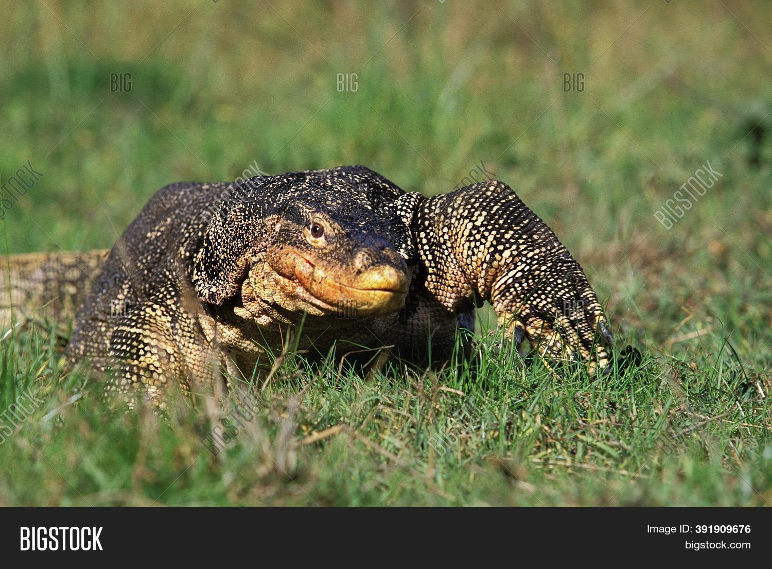 Water Monitor Adult Image & Photo (Free Trial) | Bigstock