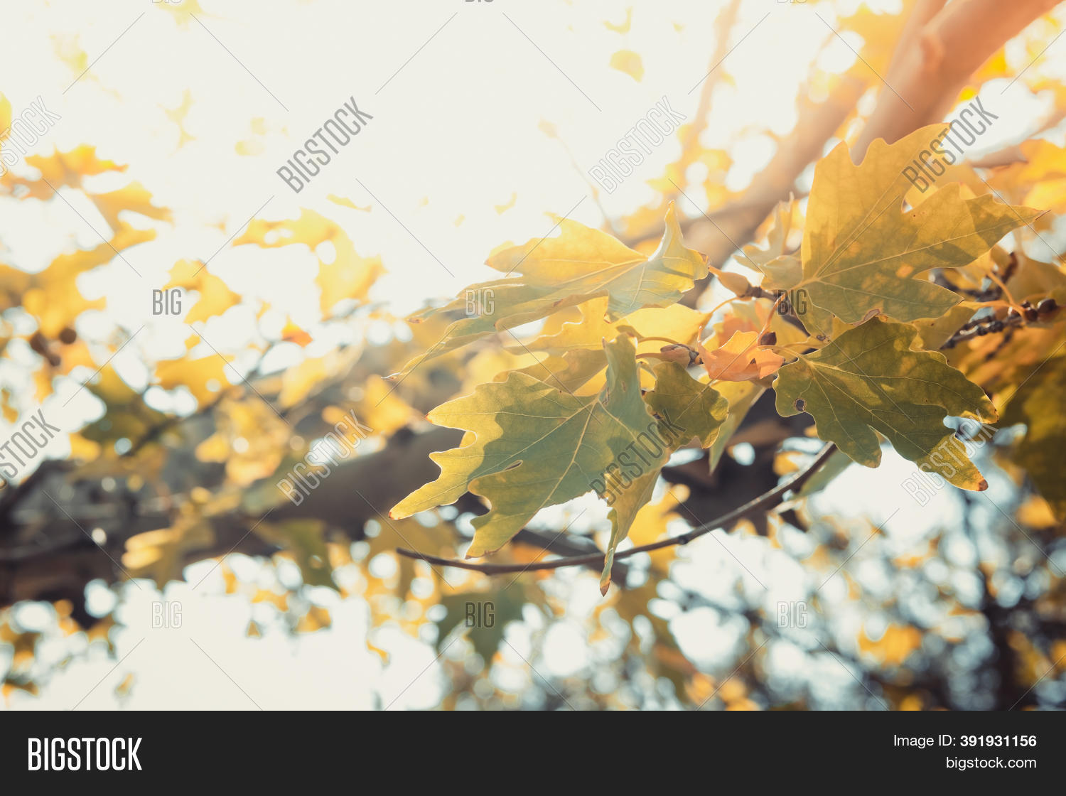 Green Color Plane Tree Image & Photo (Free Trial) | Bigstock