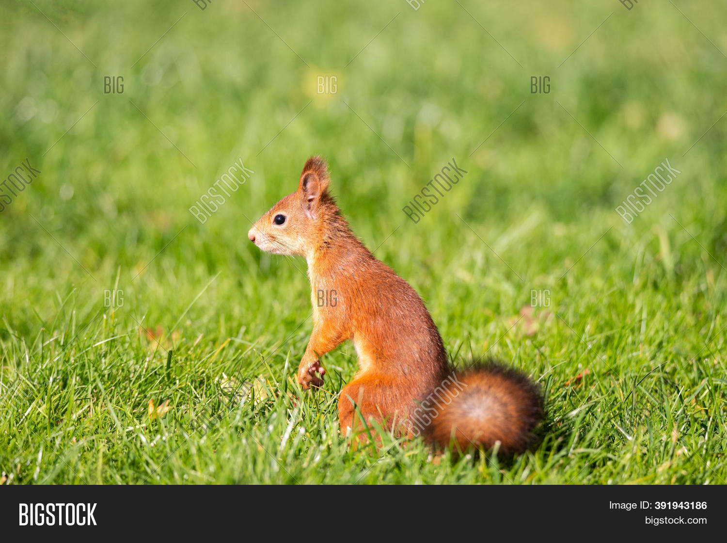 Red Fluffy Squirrel Image & Photo (Free Trial) | Bigstock