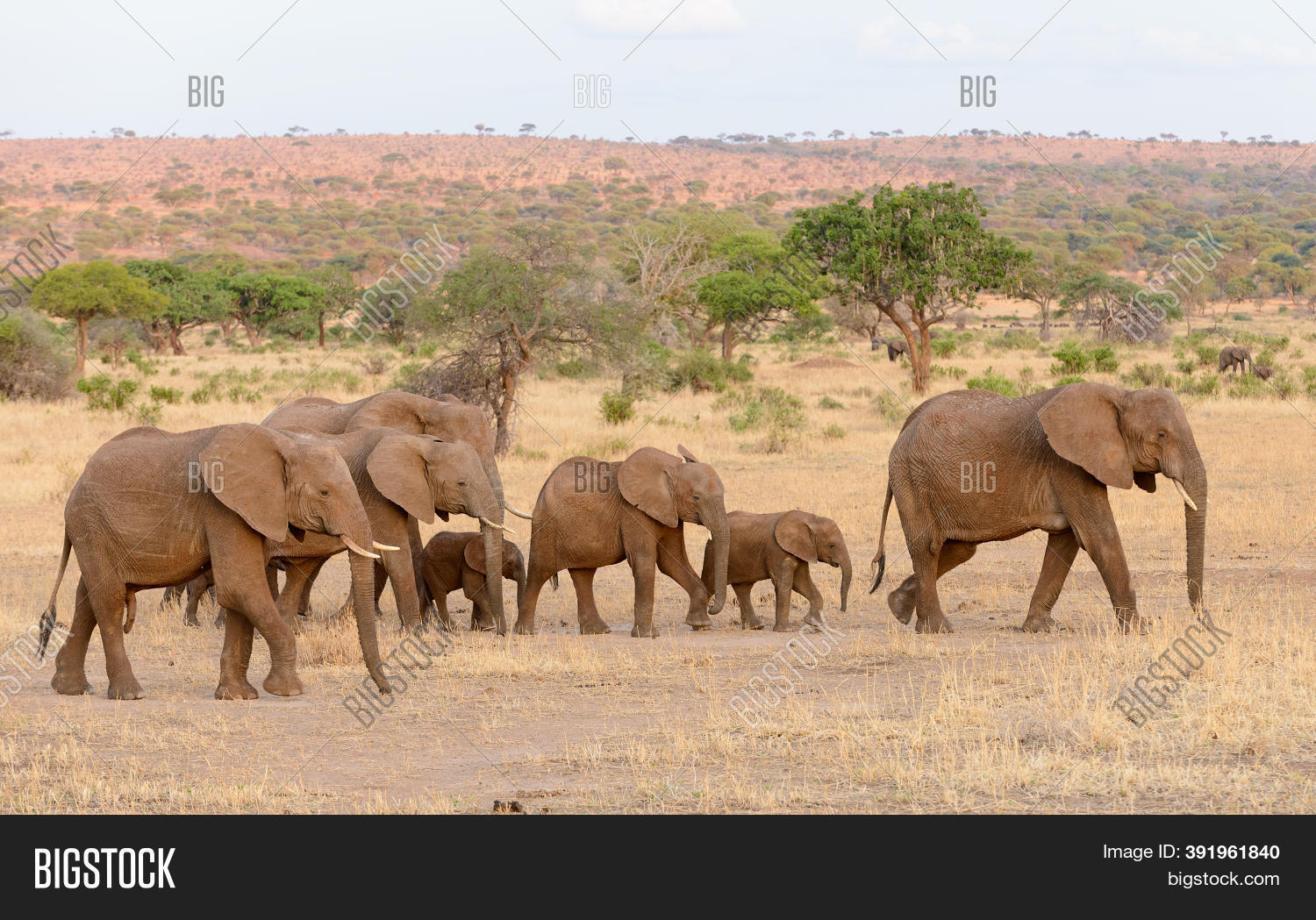 Closeup African Image & Photo (Free Trial) | Bigstock