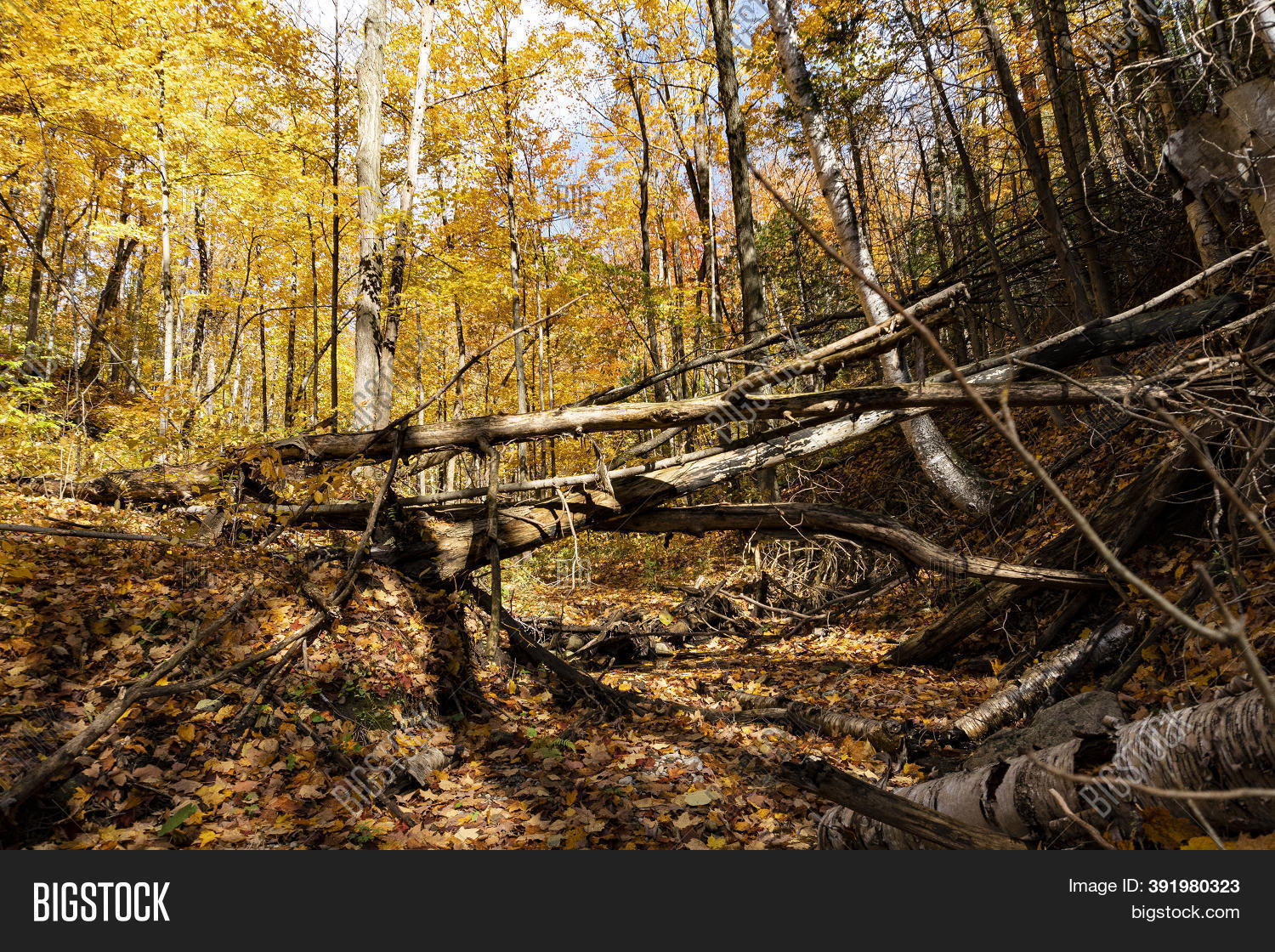 Wild Forest, Untouched Image & Photo (Free Trial) | Bigstock