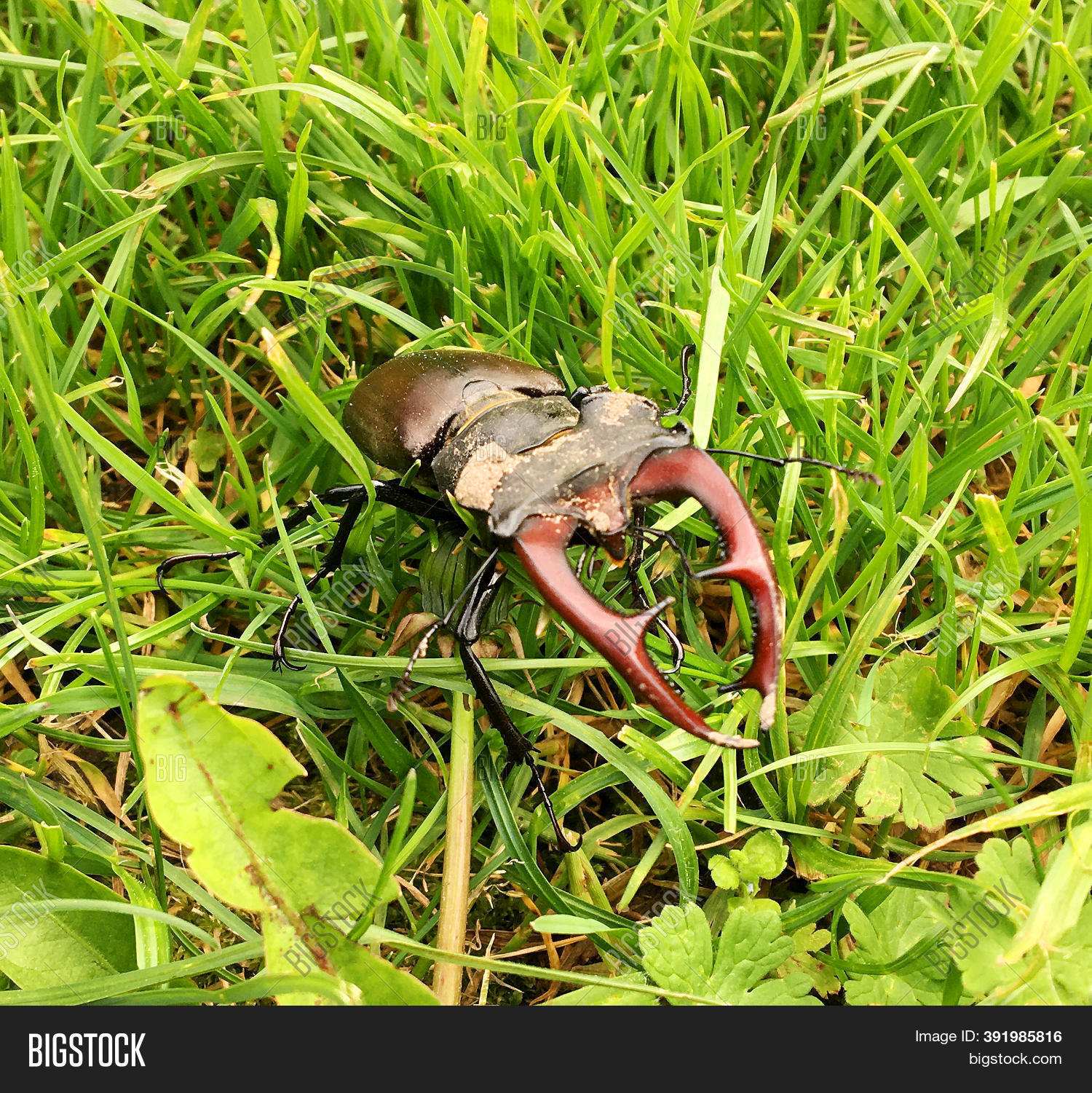 Male Stag Beetle Long Image & Photo (Free Trial) | Bigstock