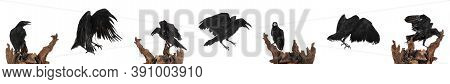 Collage Black Ravens Image & Photo (Free Trial) | Bigstock