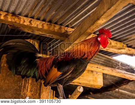 Cock Crow Images, Illustrations & Vectors (Free) - Bigstock