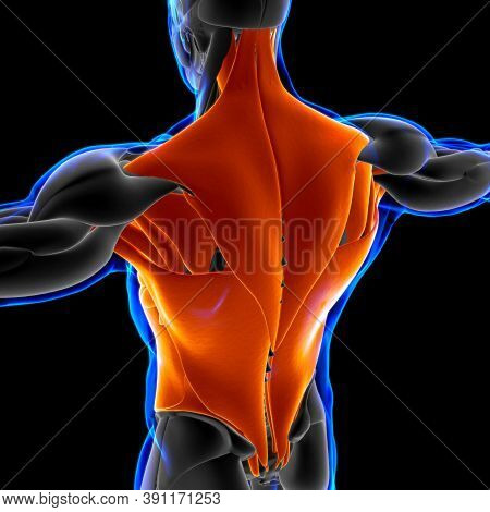 Torso Muscle Anatomy Image & Photo (Free Trial) | Bigstock