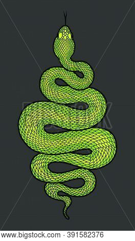Coiled Snake Illustration