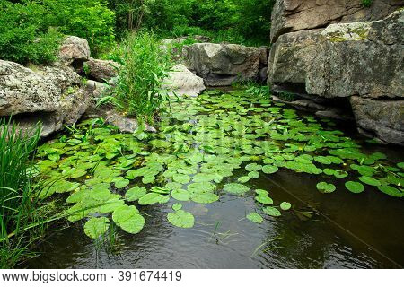 Summer Swamp Pond Image & Photo (Free Trial) | Bigstock