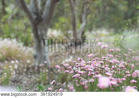 Australian Spring Image & Photo (Free Trial) | Bigstock