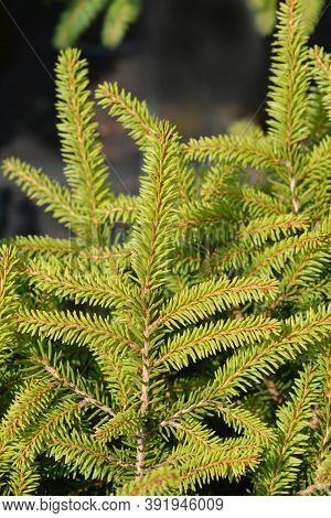 Little Gem Norway Image & Photo (Free Trial) | Bigstock