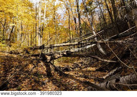 Wild Forest, Untouched Image & Photo (Free Trial) | Bigstock