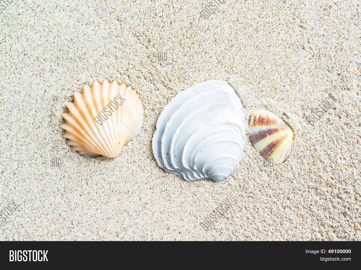 Sea Shells Sand Image & Photo (Free Trial) | Bigstock