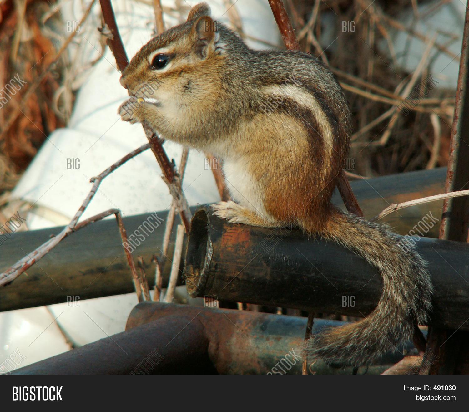 Chipper Image & Photo (Free Trial) | Bigstock