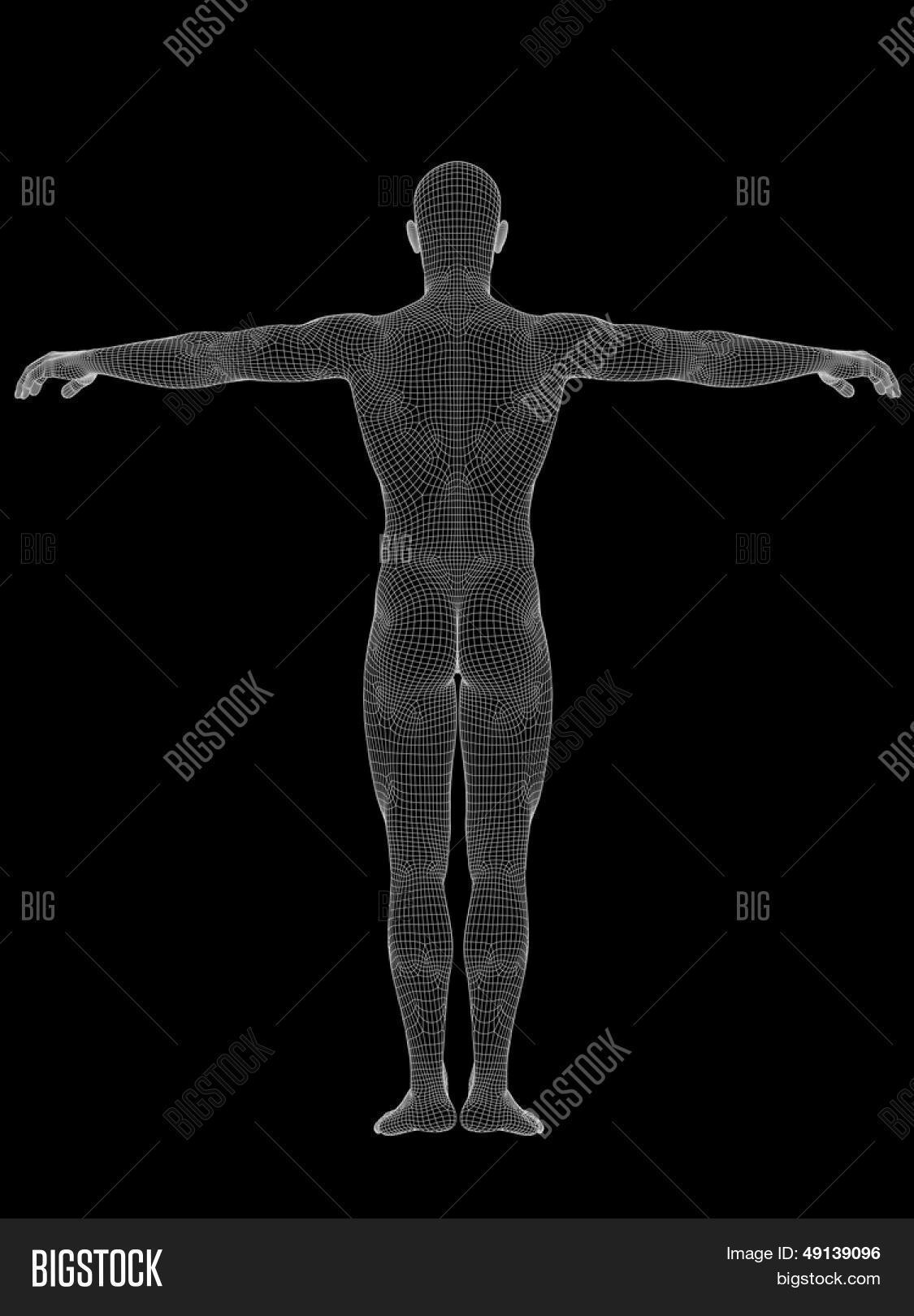 3D Human Male Anatomy Image & Photo (Free Trial) | Bigstock