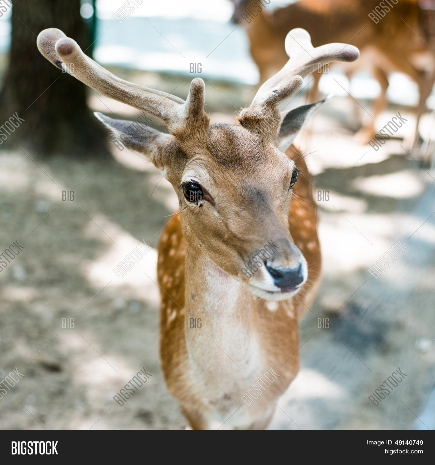 Young Deer Looking Image & Photo (Free Trial) | Bigstock