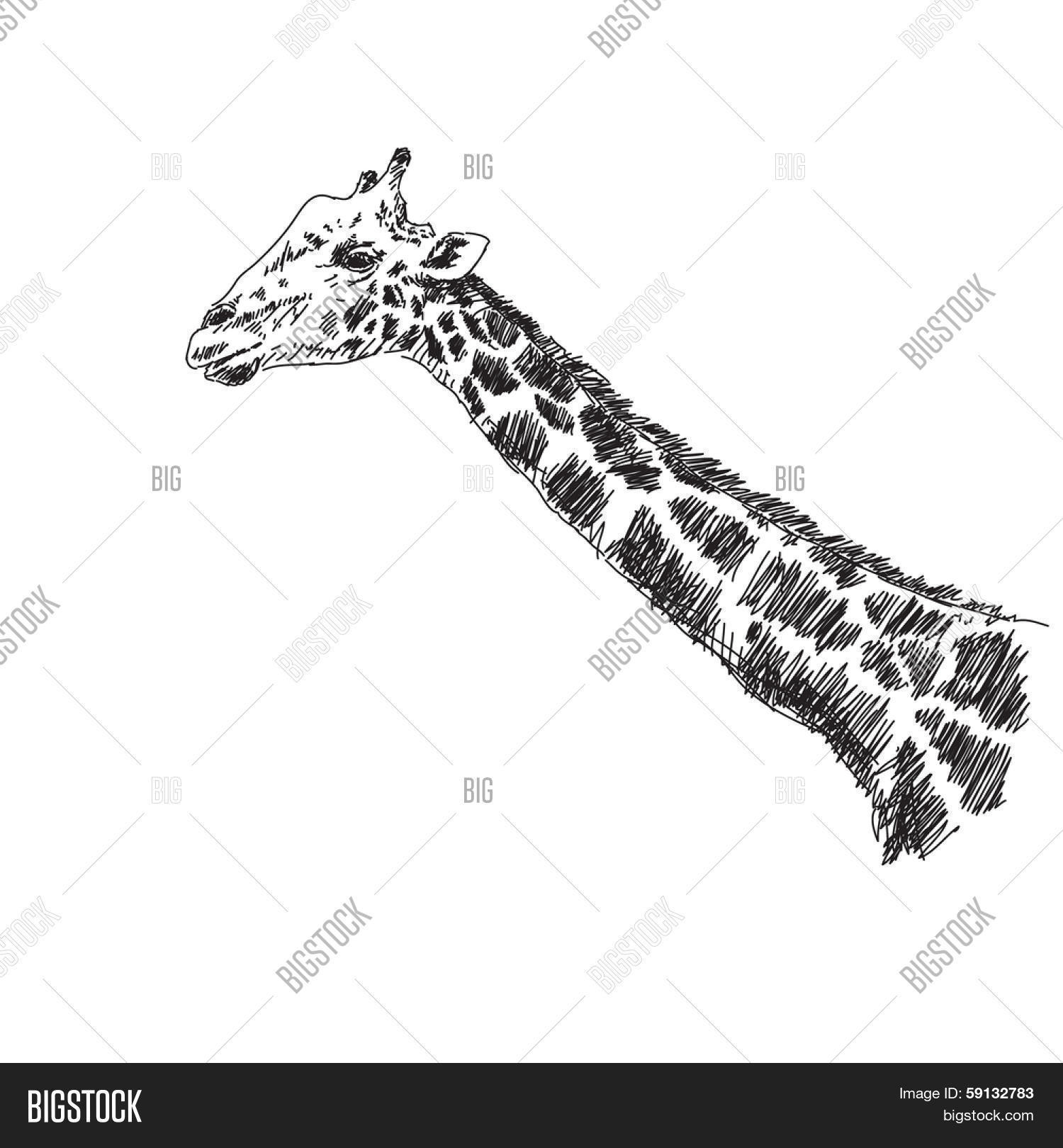 Sketch Giraffe Vector Vector & Photo (Free Trial) | Bigstock