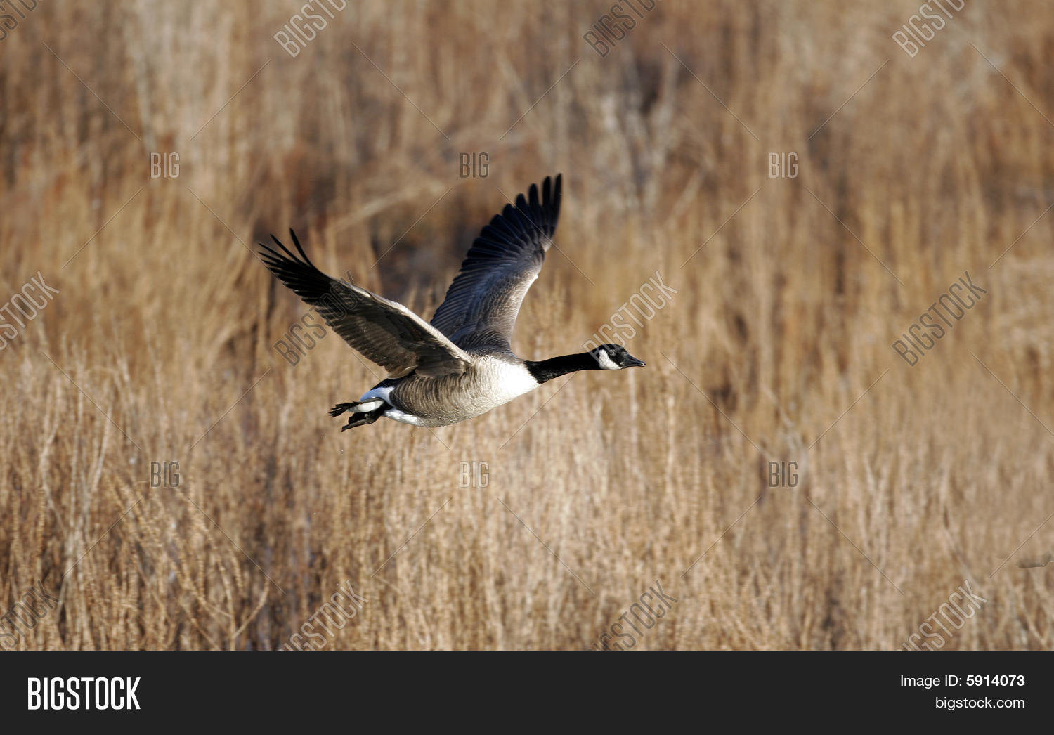 Flying Canada Geese Image & Photo (Free Trial) | Bigstock